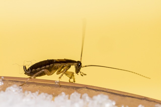 6 common kitchen bugs and how to deter them | Premier Pest Control